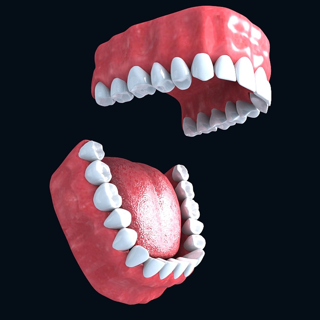 teeth s 3d model