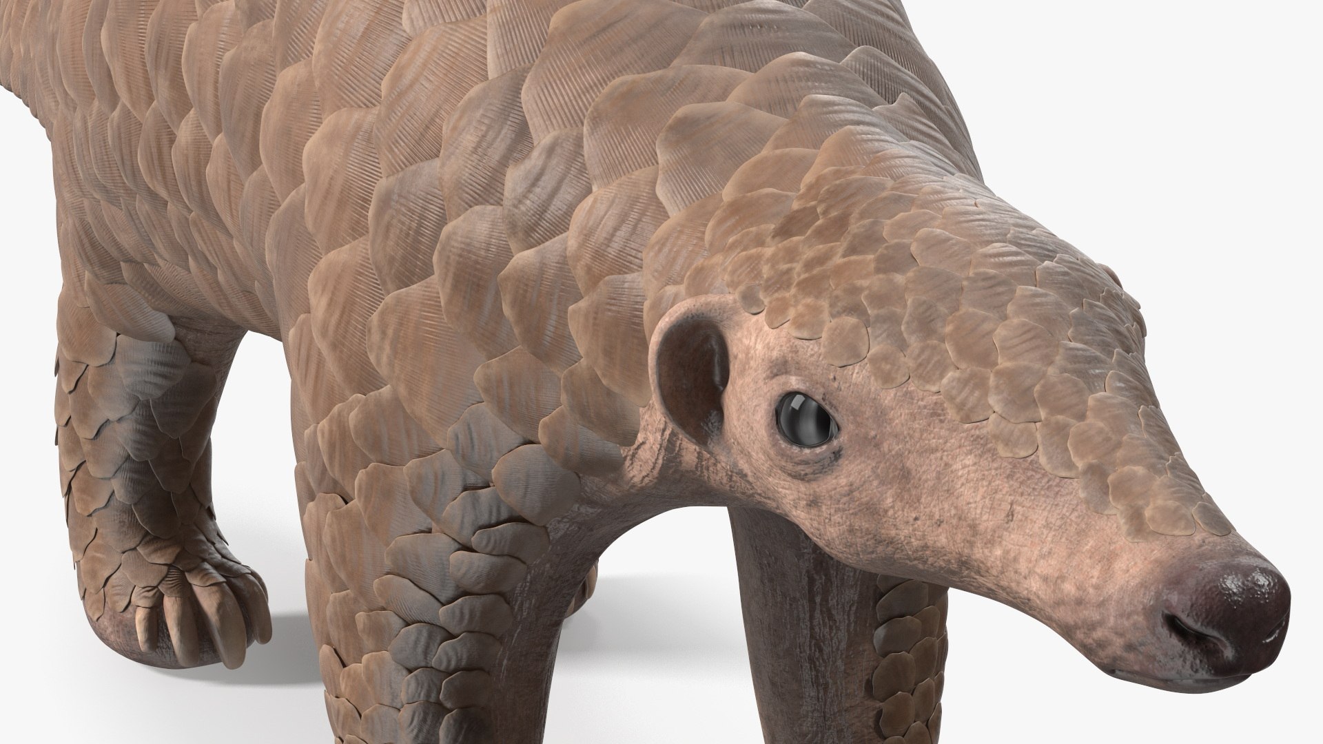 Pangolin 3D Model - TurboSquid 2218498