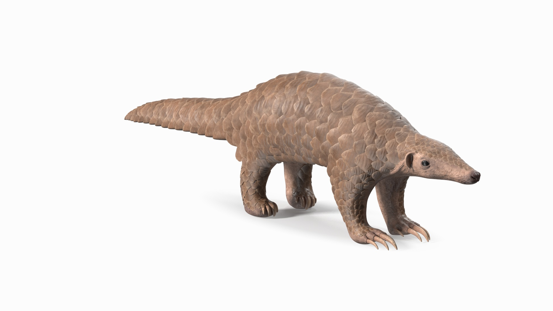 Pangolin 3D Model - TurboSquid 2218498