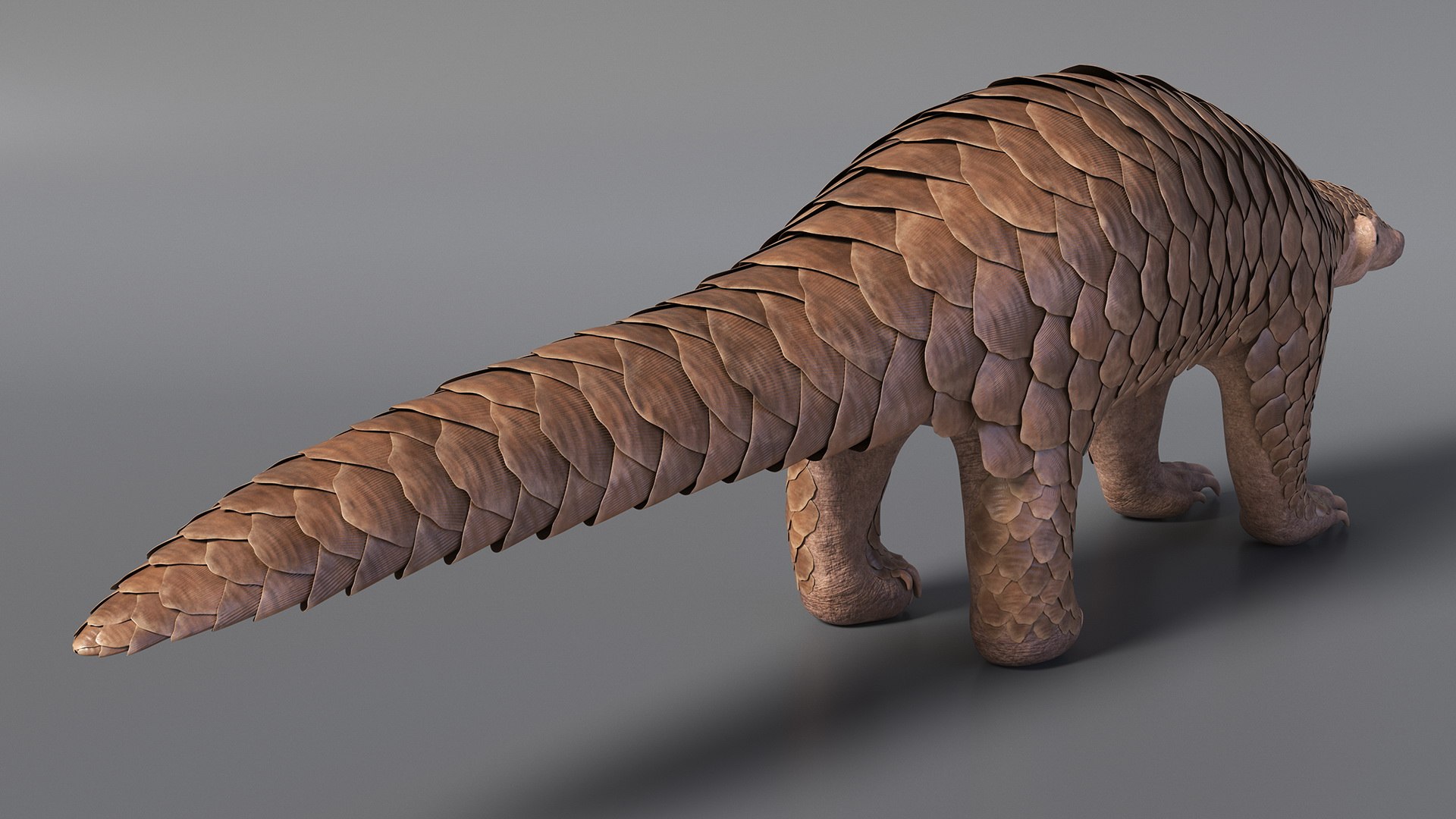 Pangolin 3D Model - TurboSquid 2218498