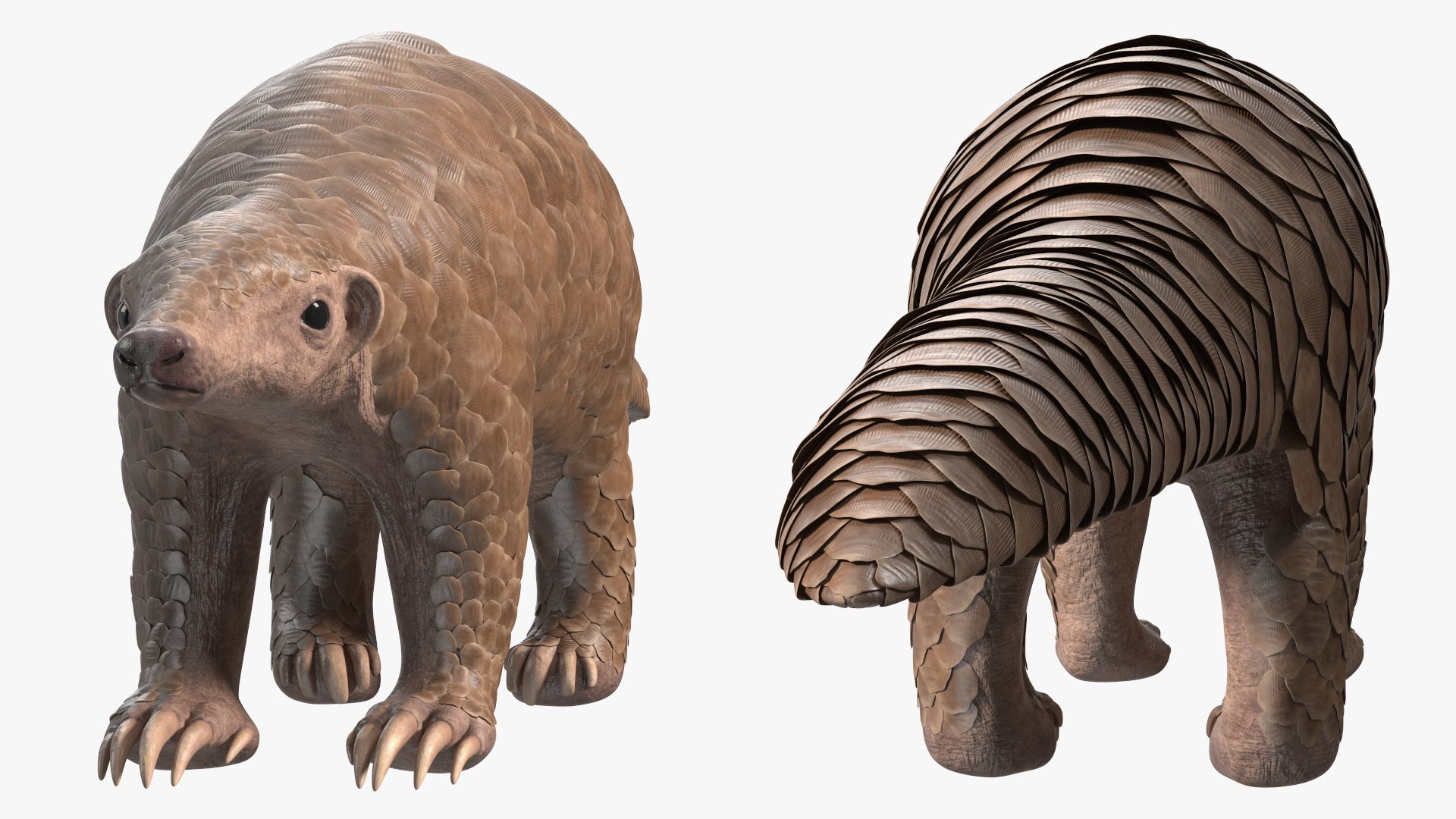 Pangolin 3D Model - TurboSquid 2218498