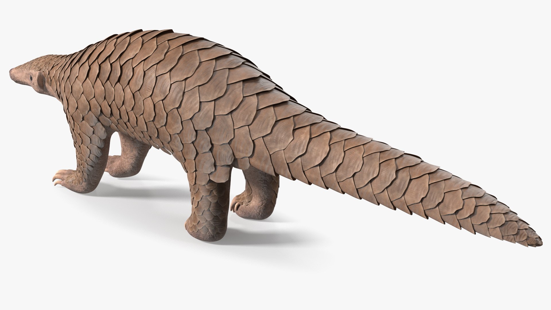Pangolin 3D Model - TurboSquid 2218498