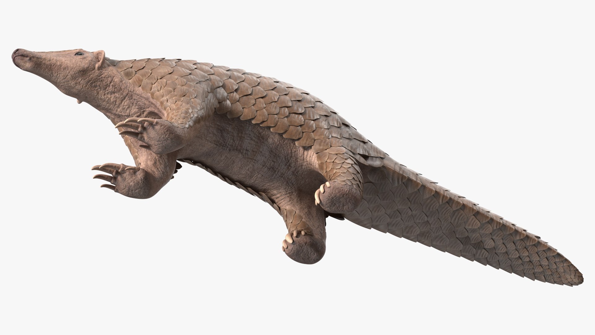 Pangolin 3D Model - TurboSquid 2218498