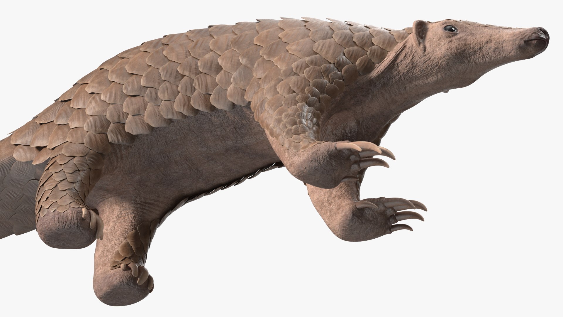Pangolin 3D Model - TurboSquid 2218498