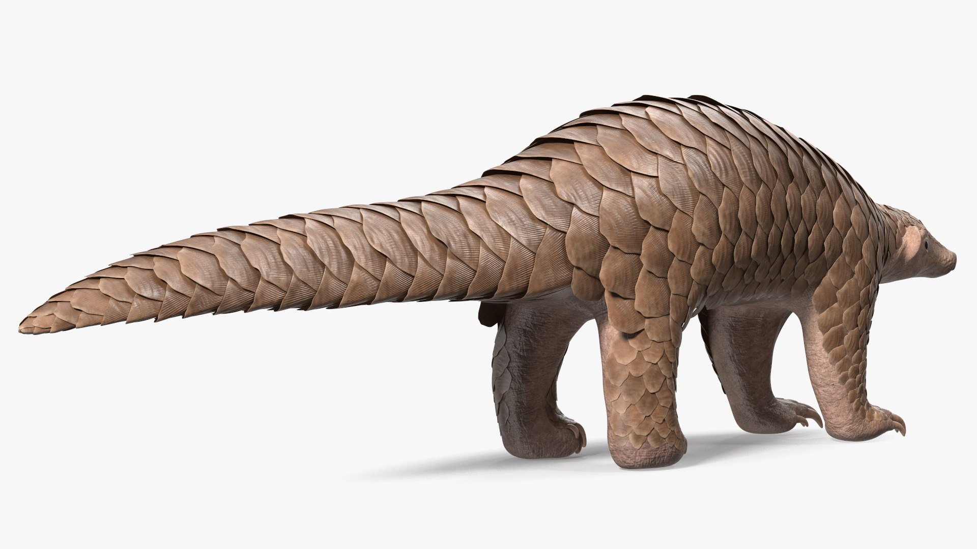 Pangolin 3D Model - TurboSquid 2218498