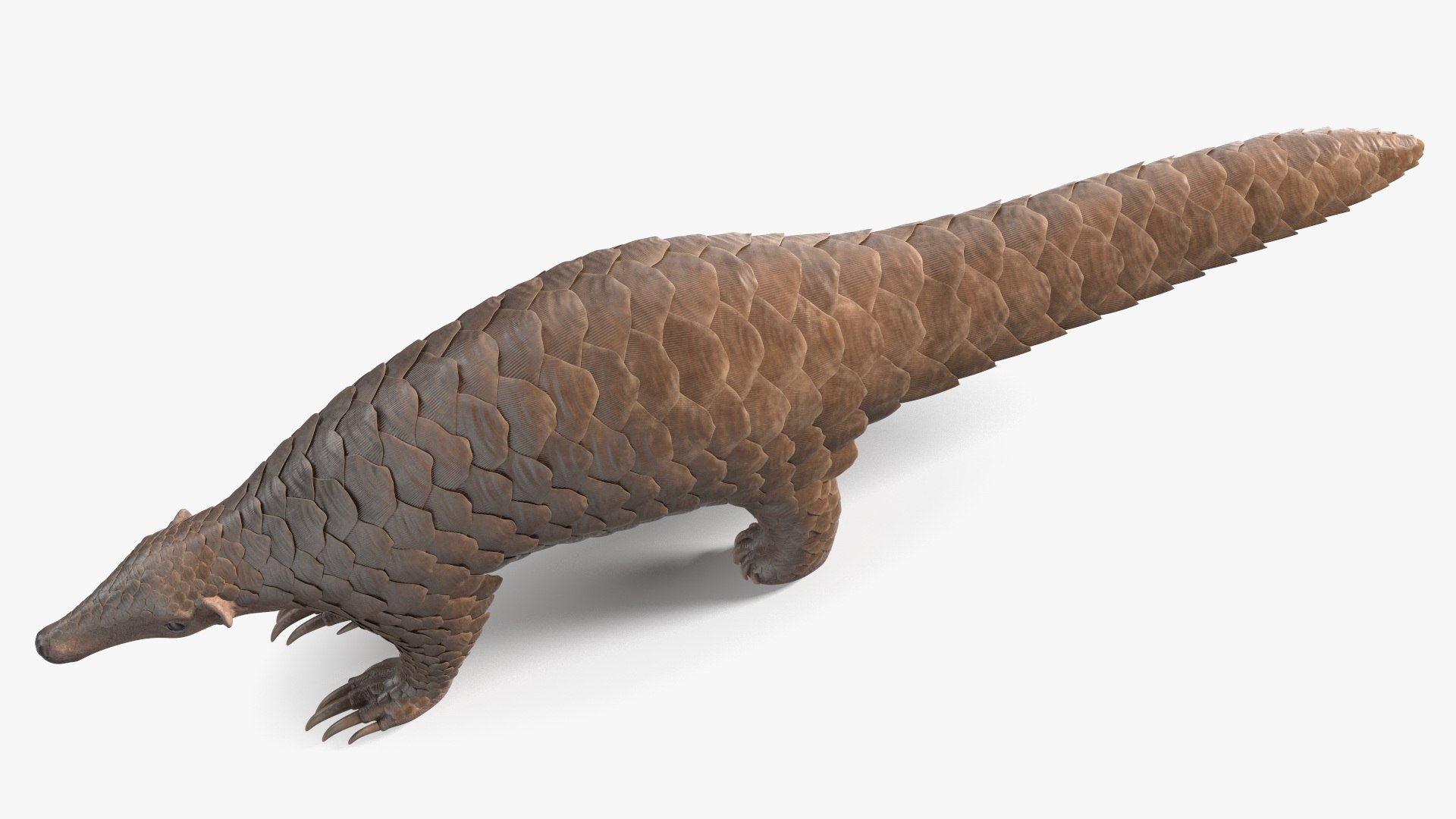 Pangolin 3D Model - TurboSquid 2218498