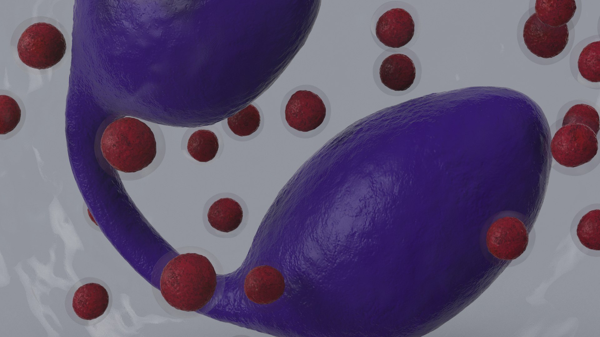 Blood Cells Collection 3 Model - TurboSquid 2196842