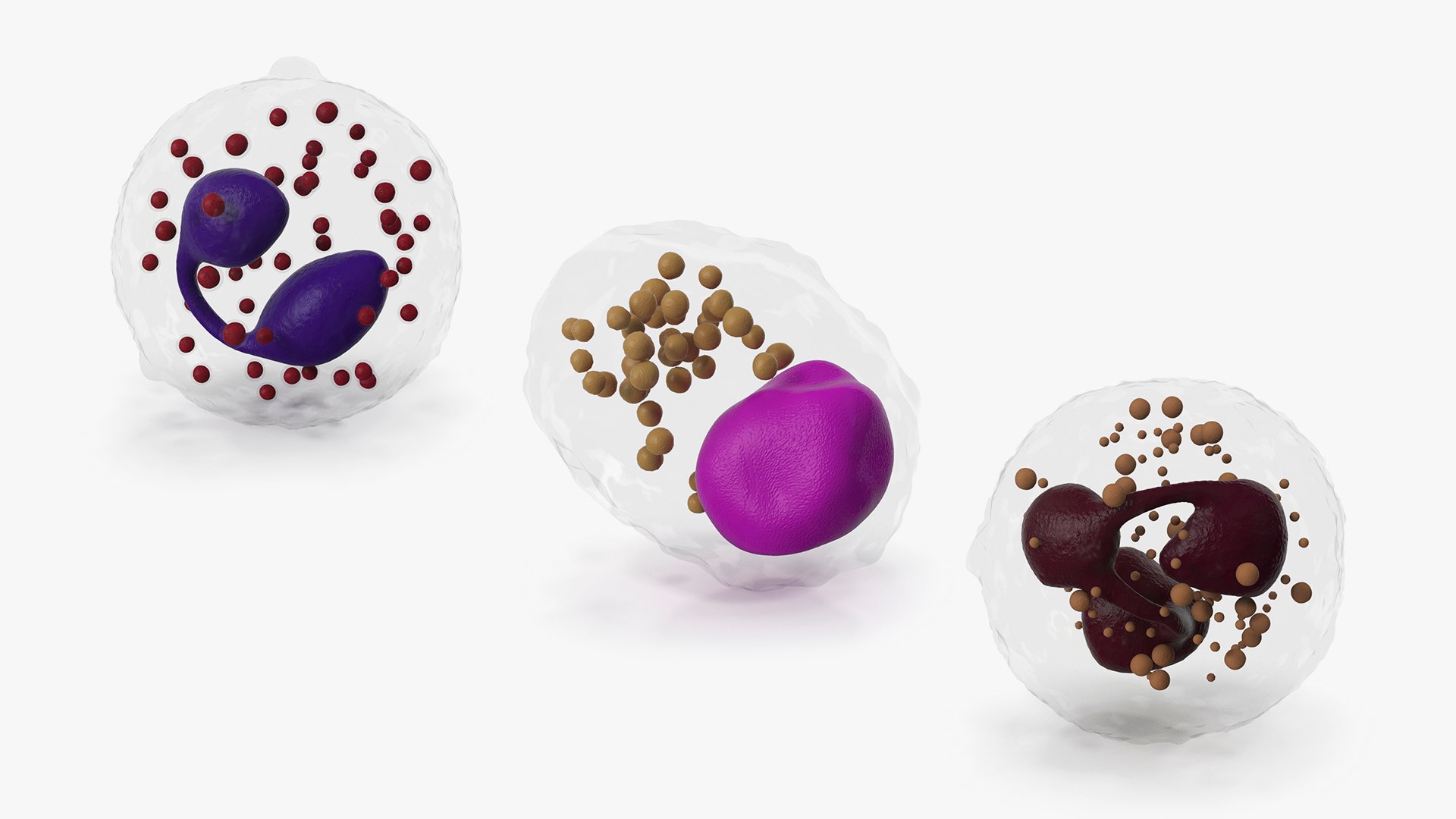 Blood Cells Collection 3 Model - TurboSquid 2196842