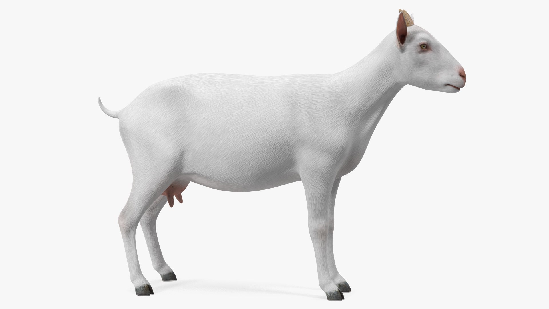 3D Goat Saanen Breed Model - TurboSquid 1991625