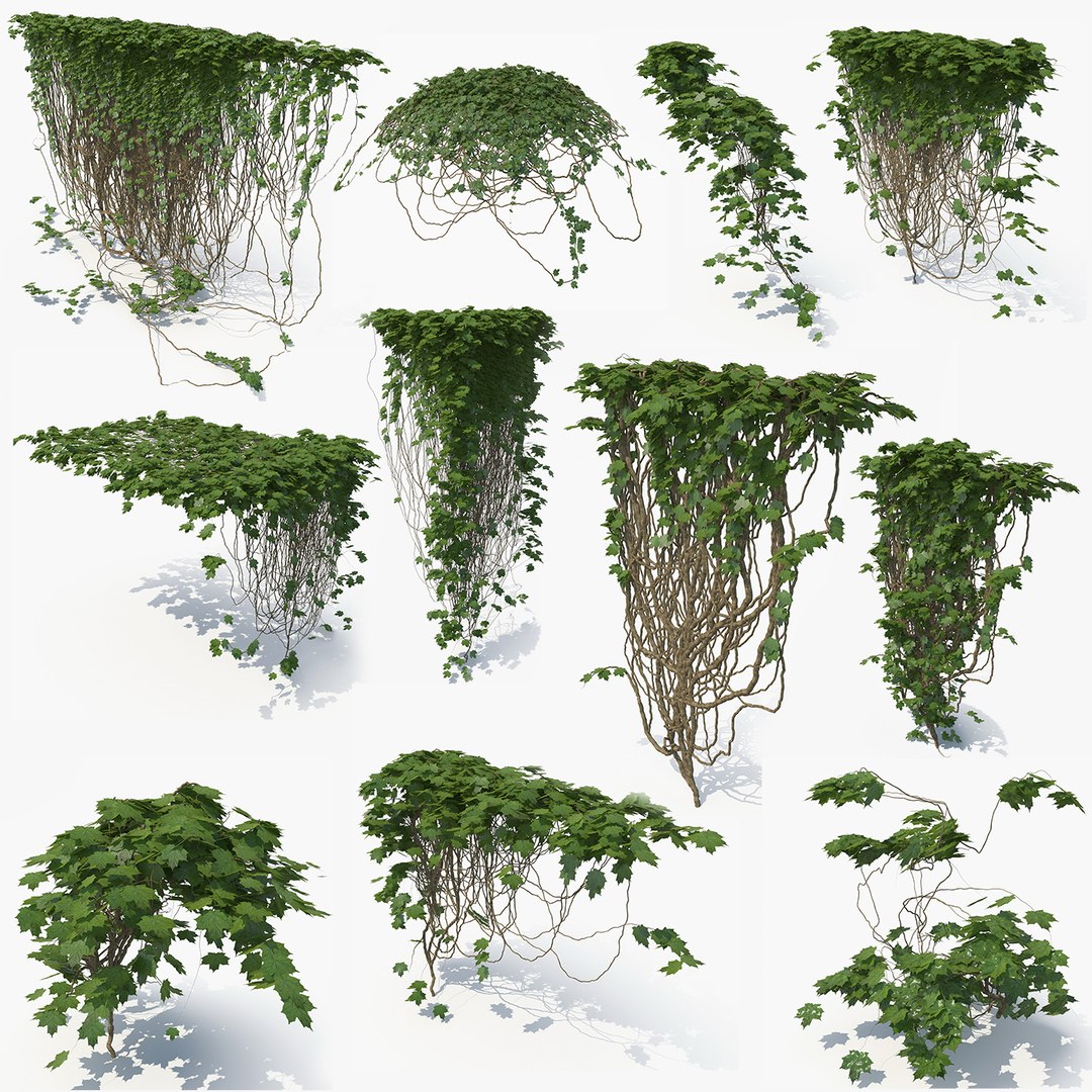 Realistic Ivy 3D - TurboSquid 1233567