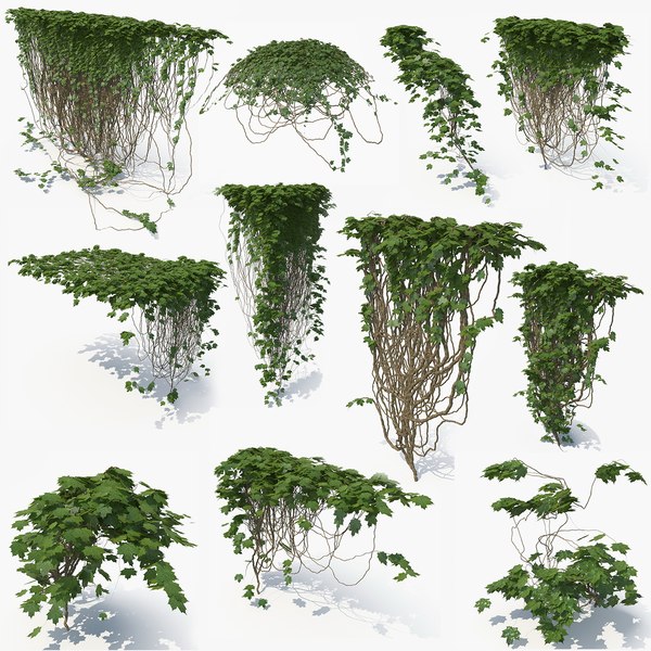 3D ivy plant nature - TurboSquid 1243158