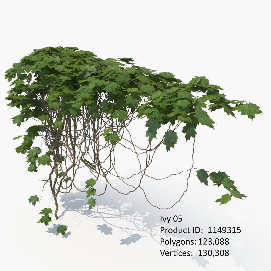 Realistic Ivy 3D - TurboSquid 1233567