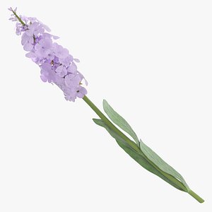 3D Lavender Models | TurboSquid