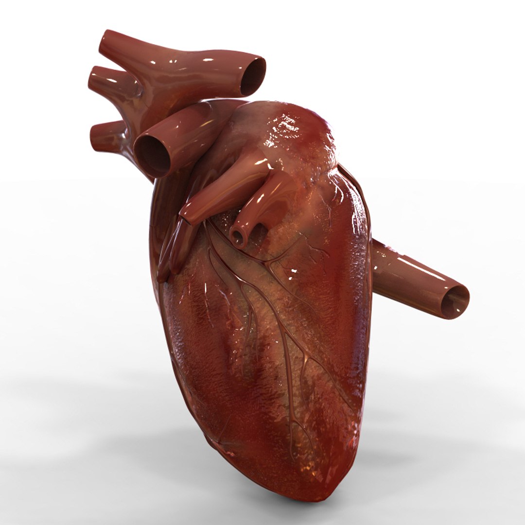 Human Heart 3d Model