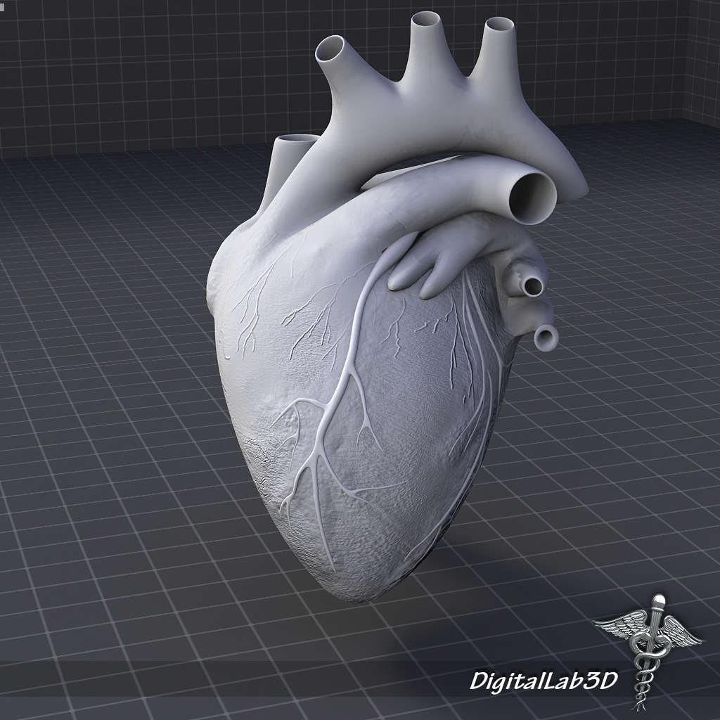 human heart 3d model