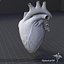 Human Heart 3d Model