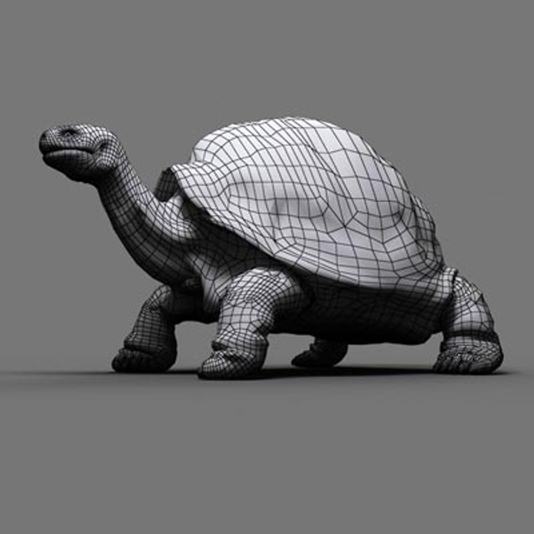rare turtle 3d model