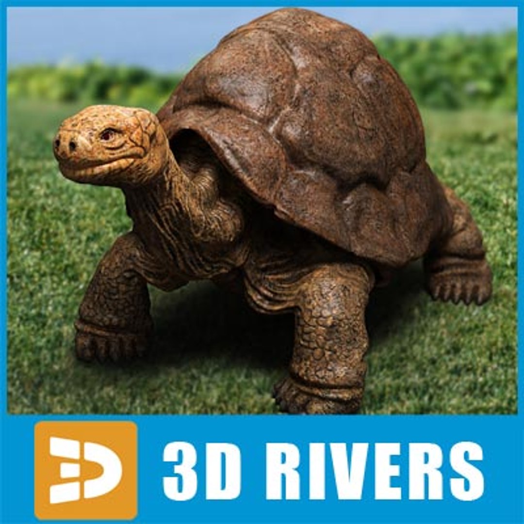 rare turtle 3d model