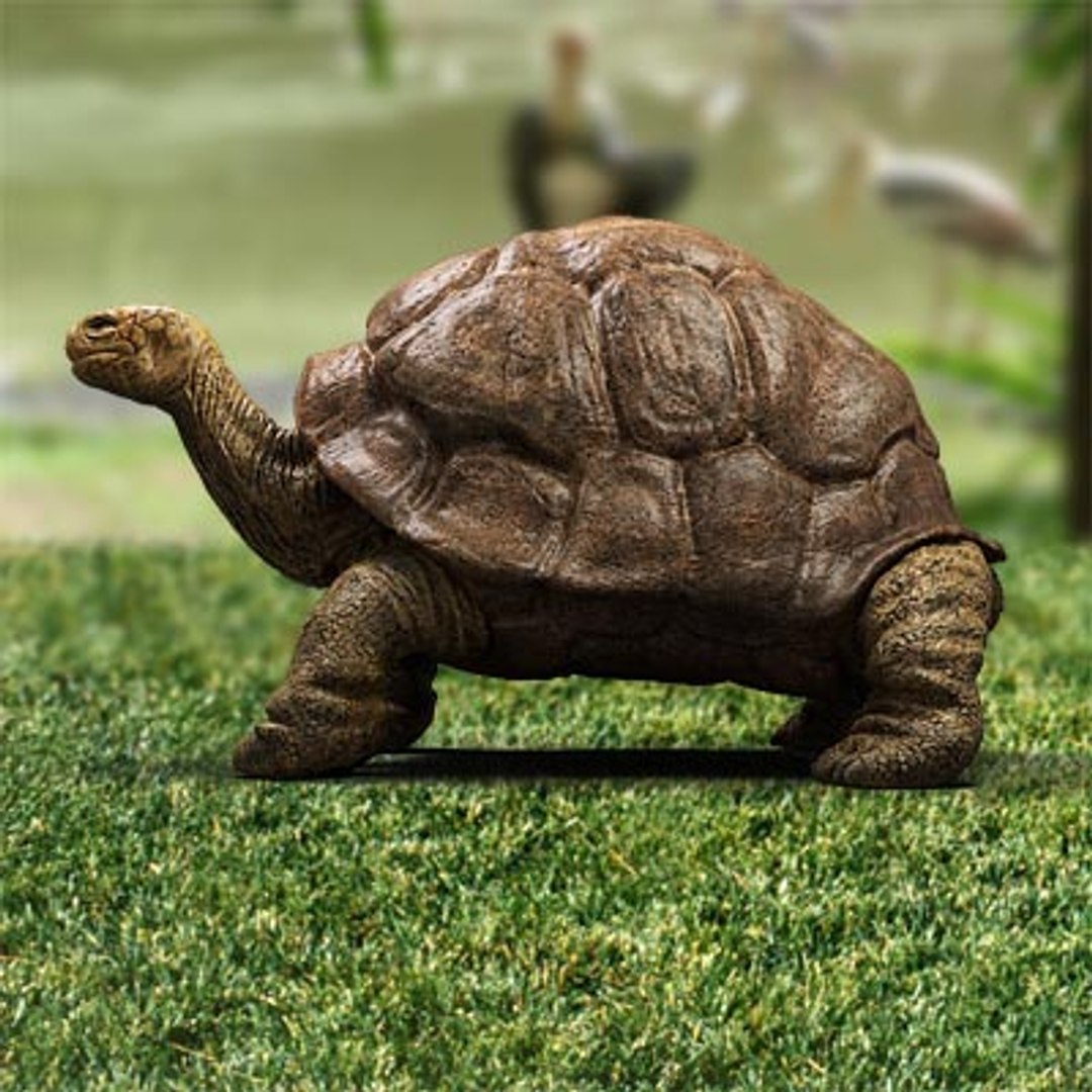 rare turtle 3d model
