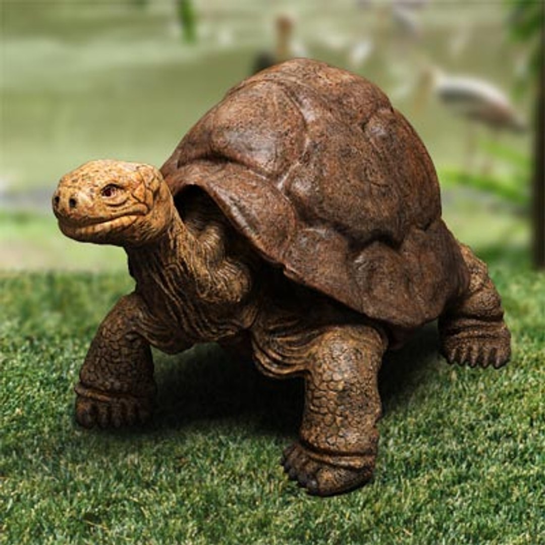 rare turtle 3d model