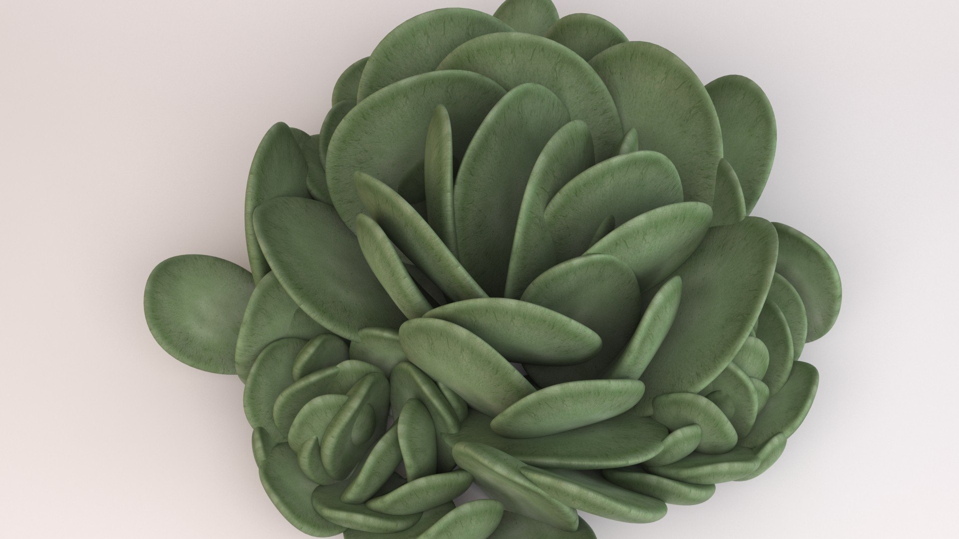 3D Model Succulent Pig S Ear - TurboSquid 1453714