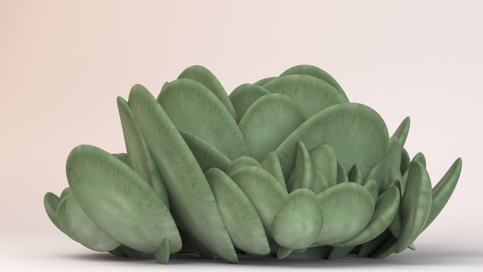 3D Model Succulent Pig S Ear - TurboSquid 1453714