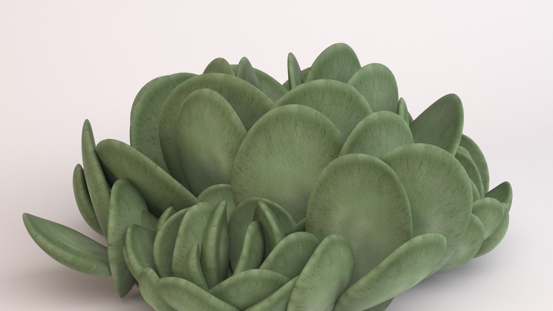 3D Model Succulent Pig S Ear - TurboSquid 1453714