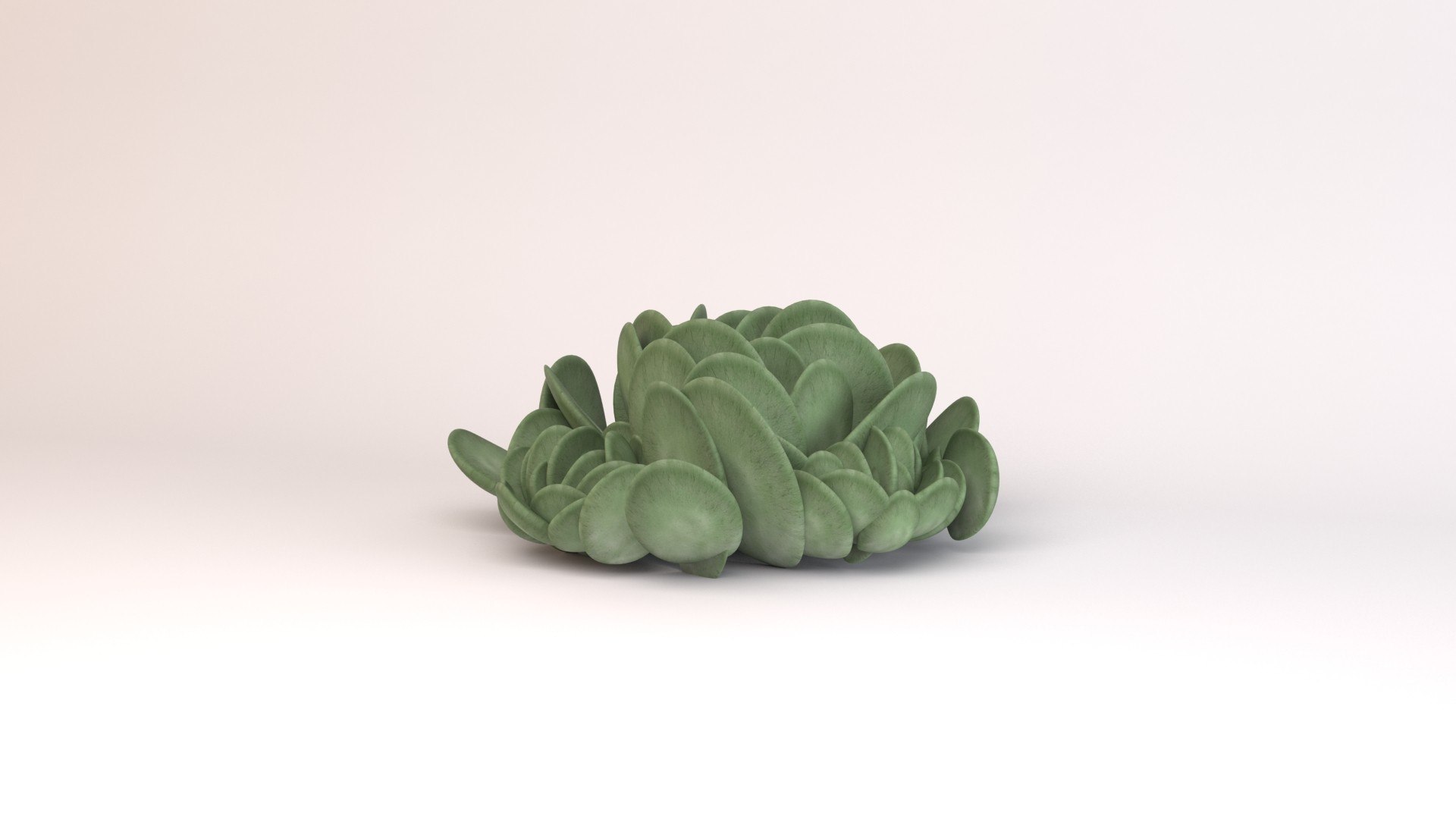 3D Model Succulent Pig S Ear - TurboSquid 1453714
