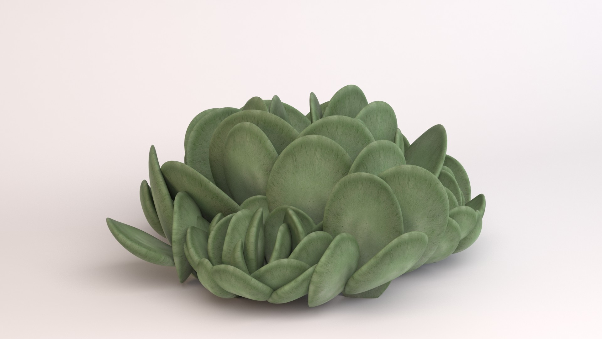 3D Model Succulent Pig S Ear - TurboSquid 1453714
