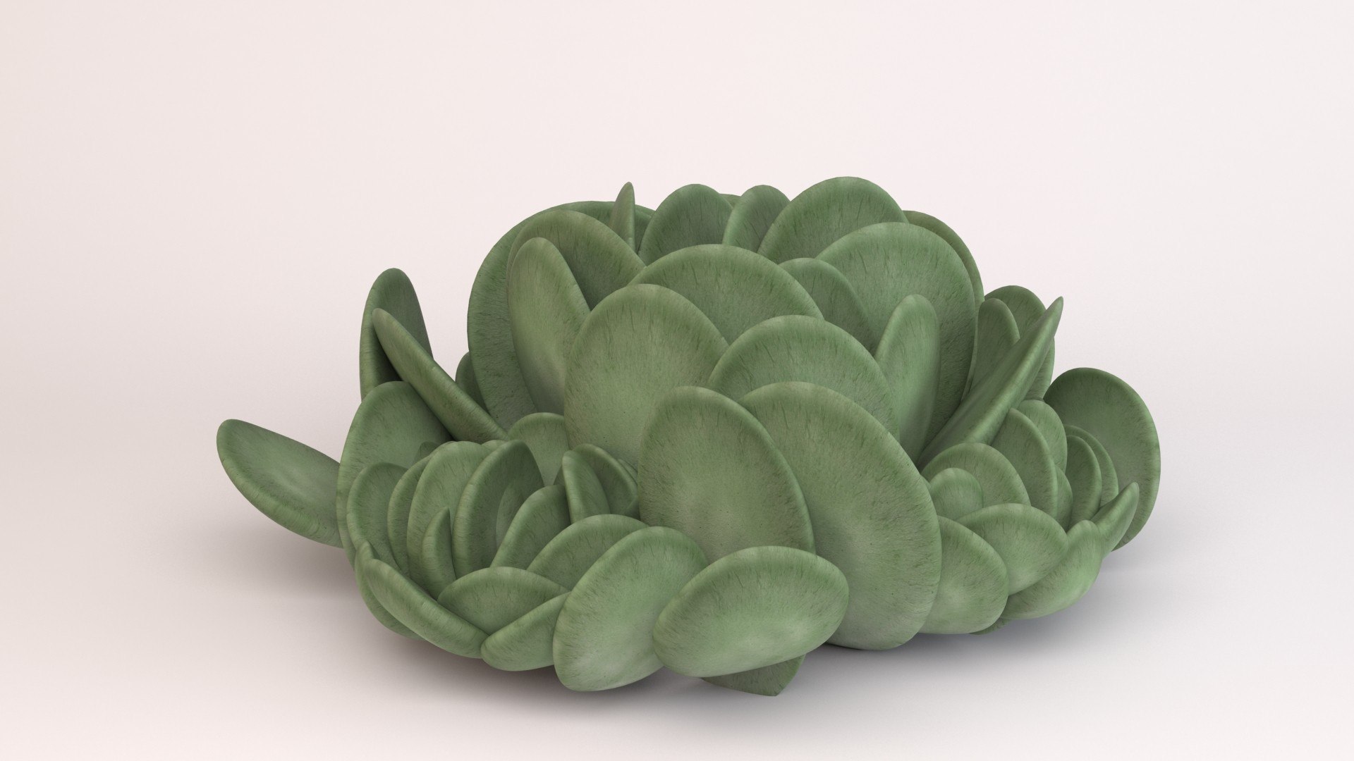 3D Model Succulent Pig S Ear - TurboSquid 1453714