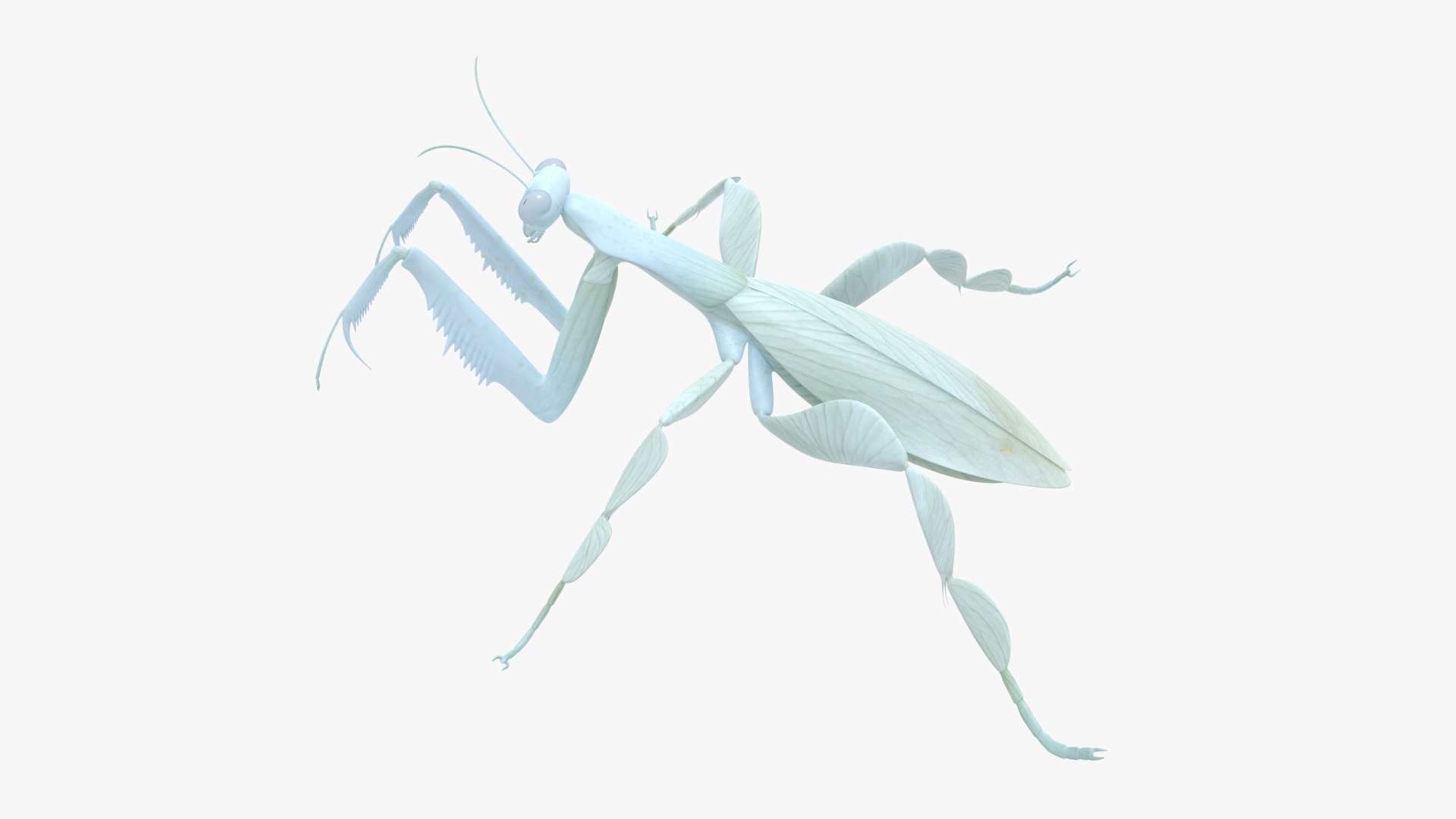Praying Mantis Model - TurboSquid 1664810