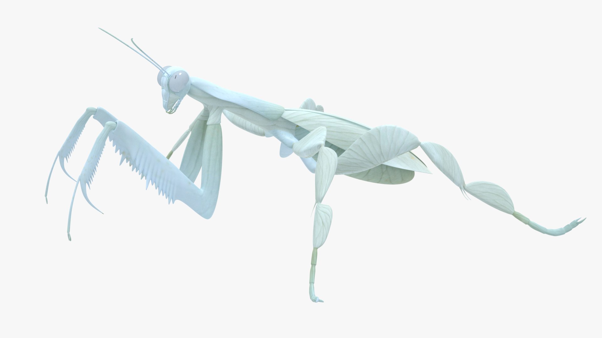 Praying Mantis Model - TurboSquid 1664810