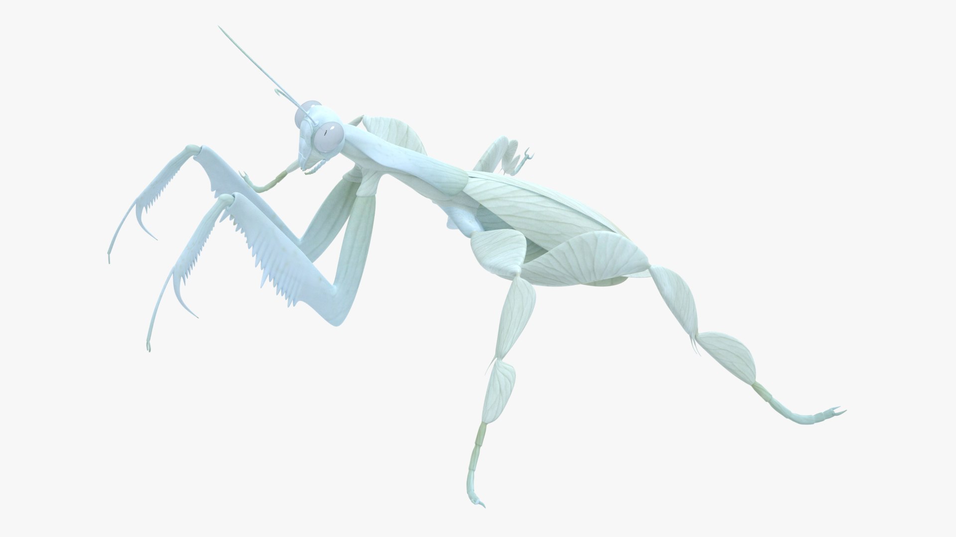 Praying Mantis Model - TurboSquid 1664810