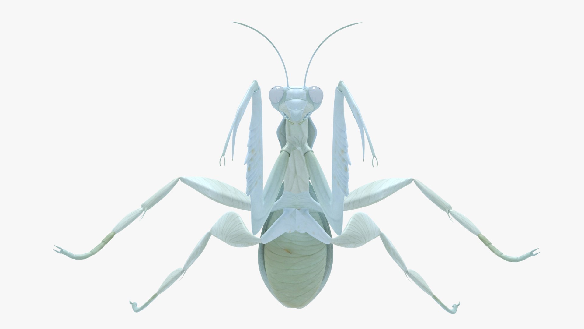 Praying Mantis Model - TurboSquid 1664810