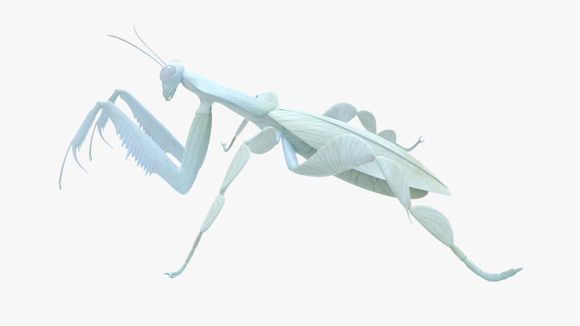 Praying Mantis Model - TurboSquid 1664810