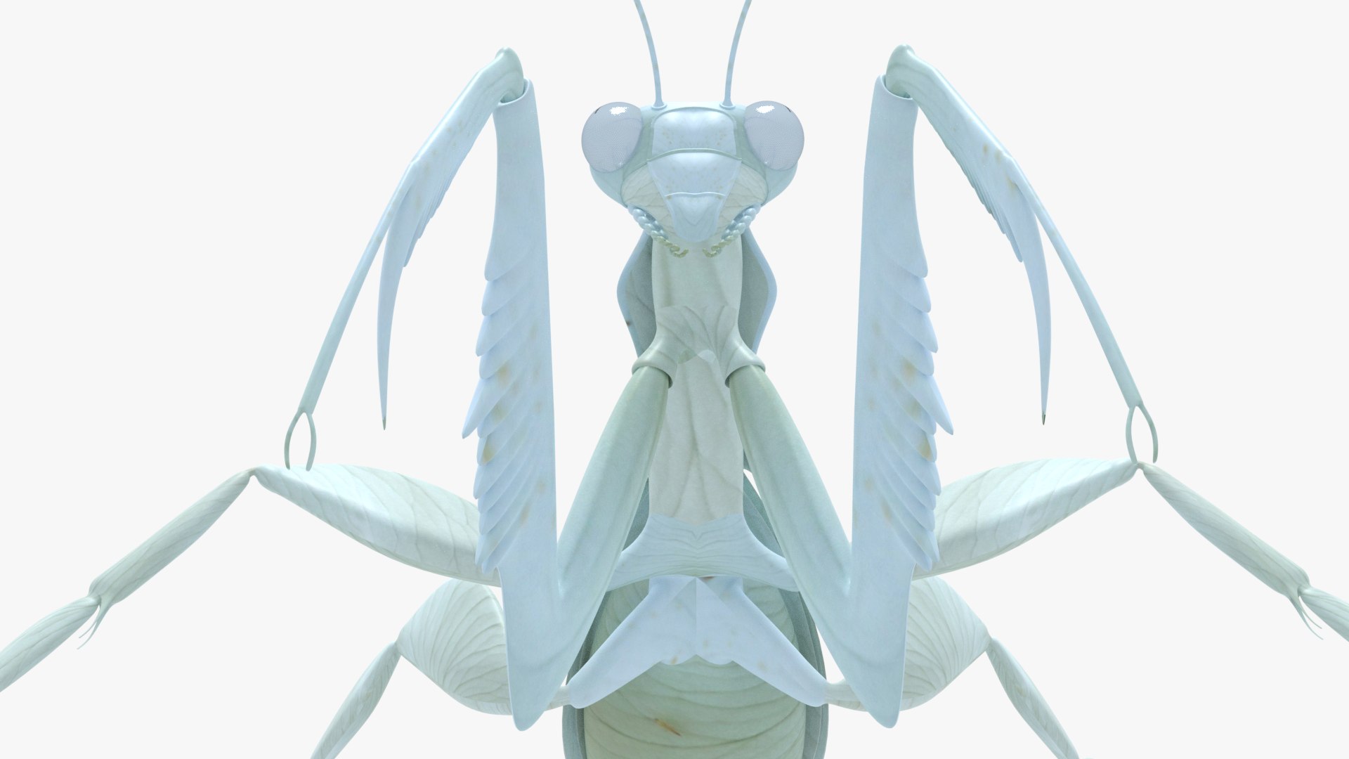 Praying Mantis Model - TurboSquid 1664810