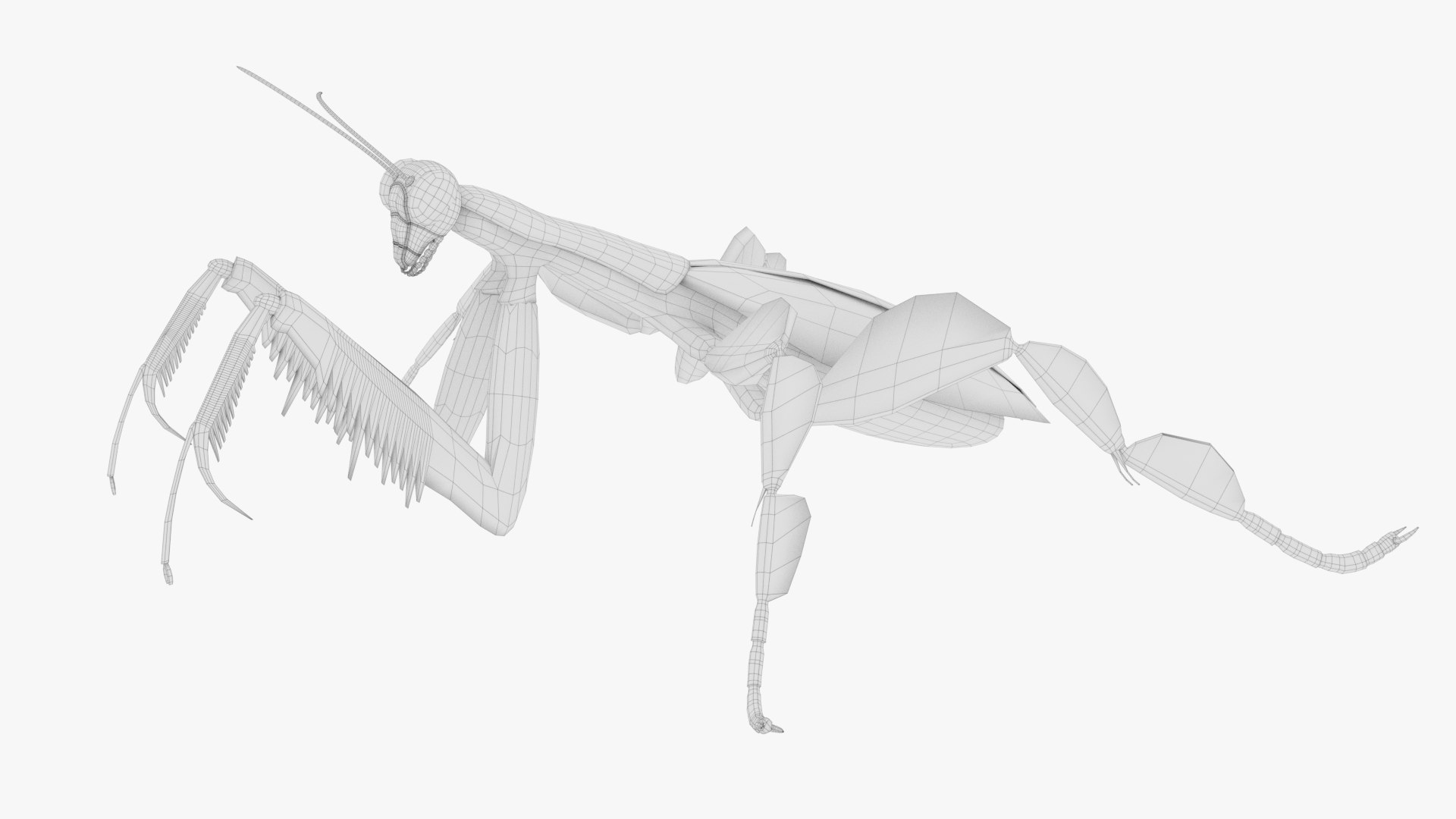 Praying Mantis Model - TurboSquid 1664810