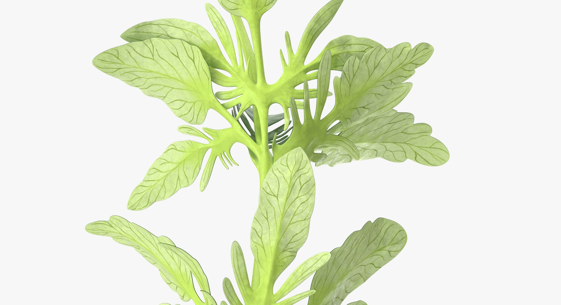 Pansies Single Standing - Max