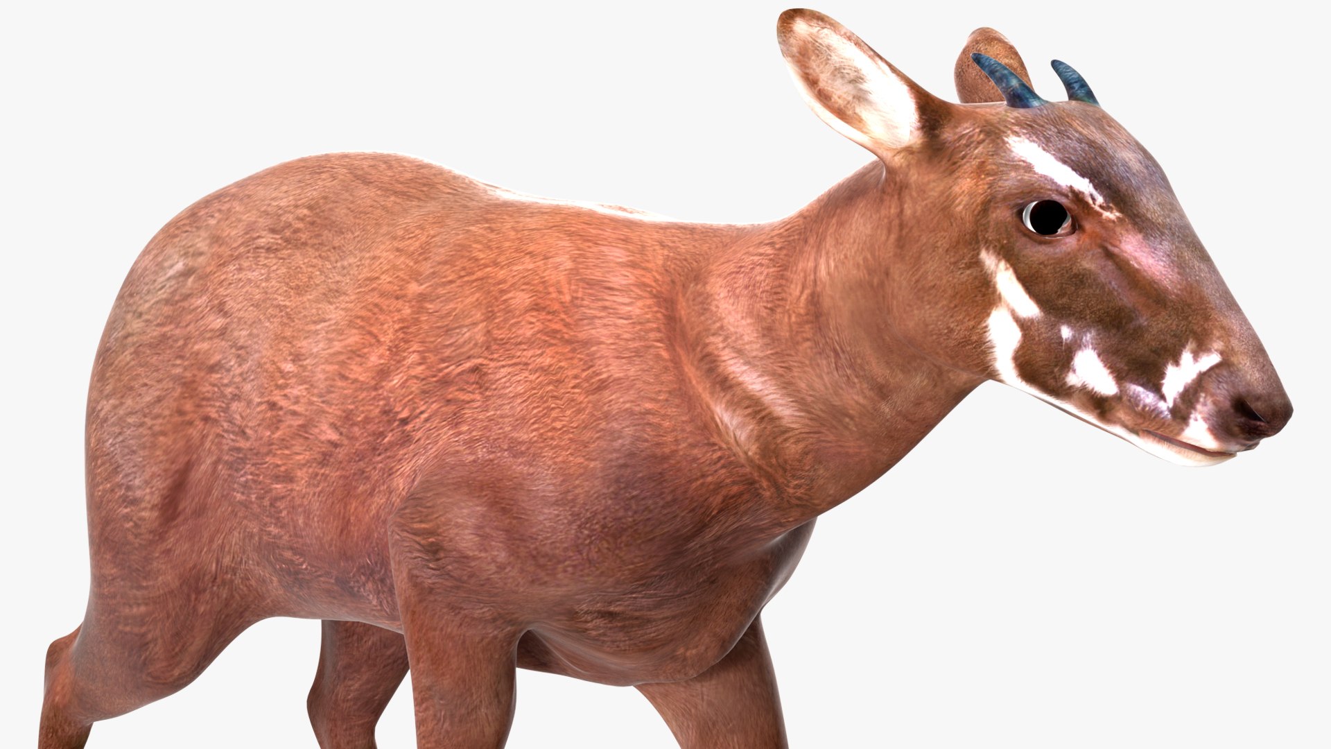 3D Saola Walking - TurboSquid 2202798