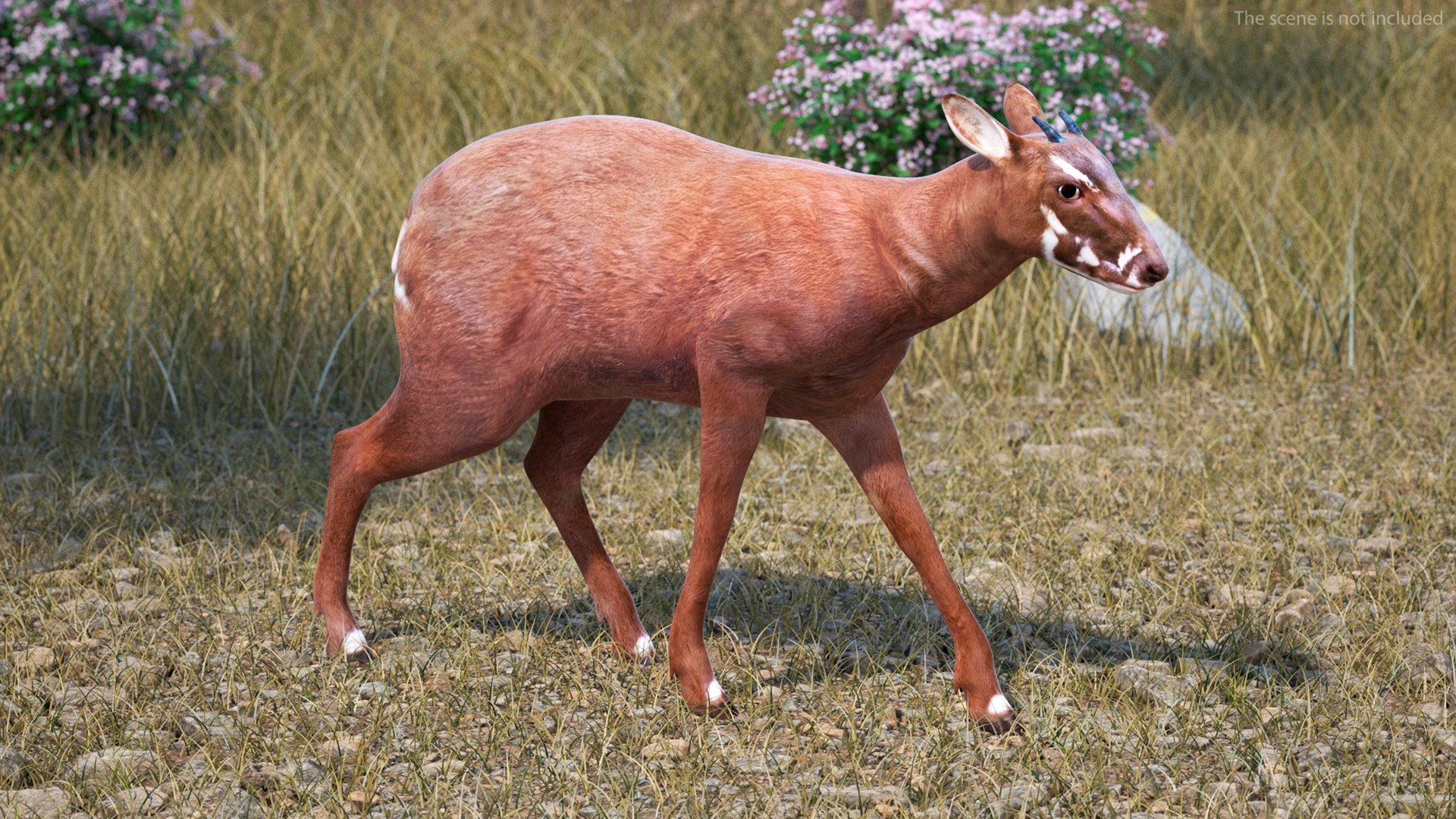 3D Saola Walking - TurboSquid 2202798