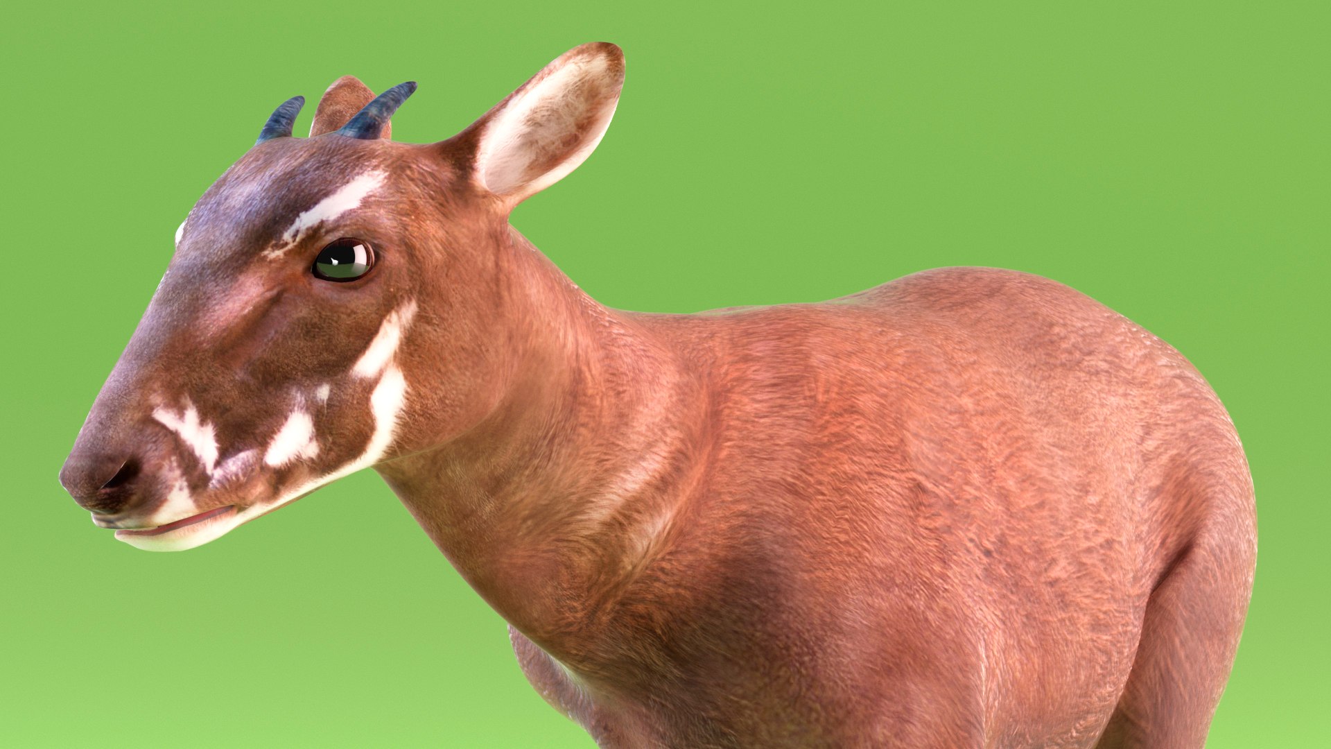 3D Saola Walking - TurboSquid 2202798