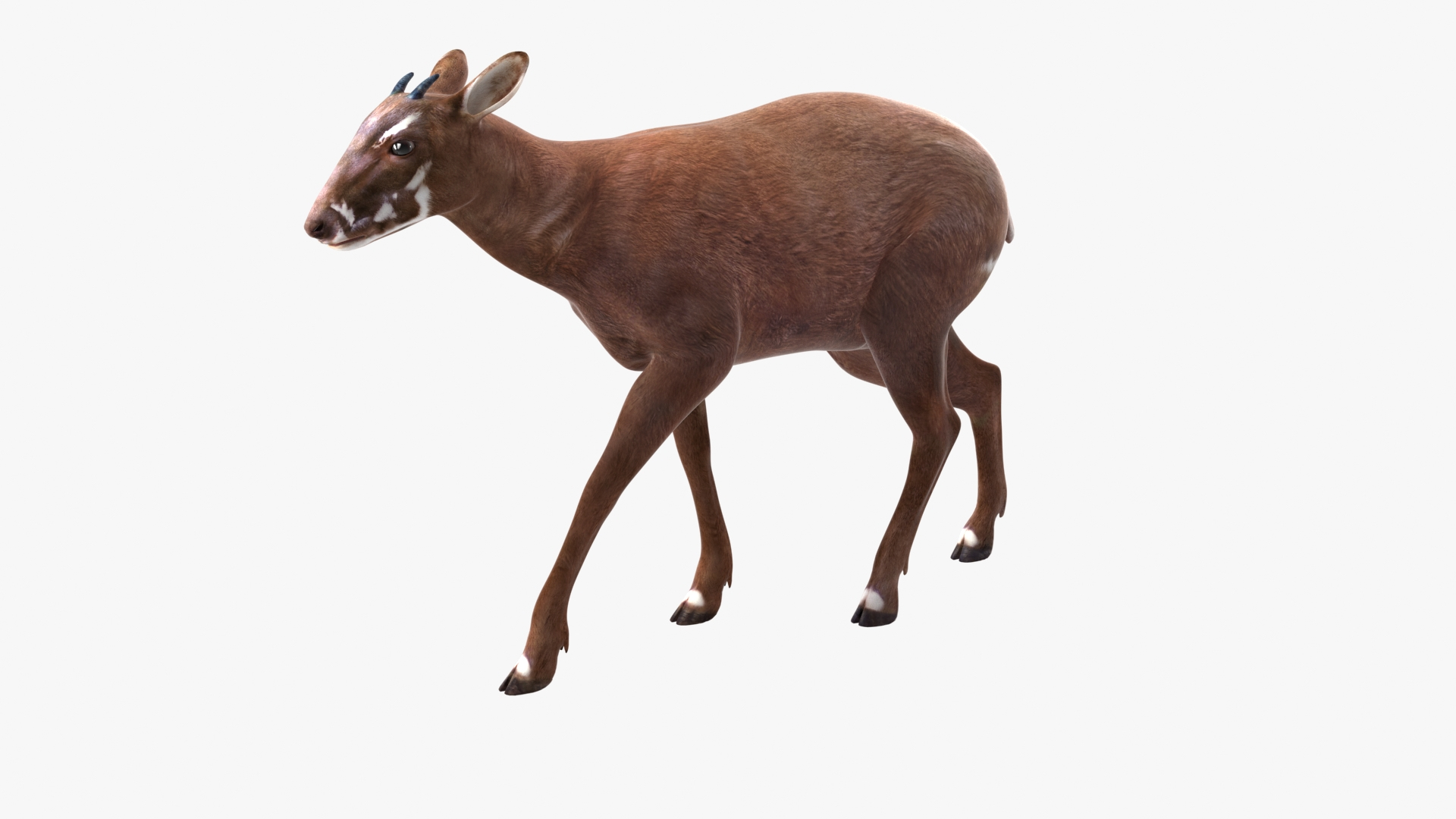 3D Saola Walking - TurboSquid 2202798
