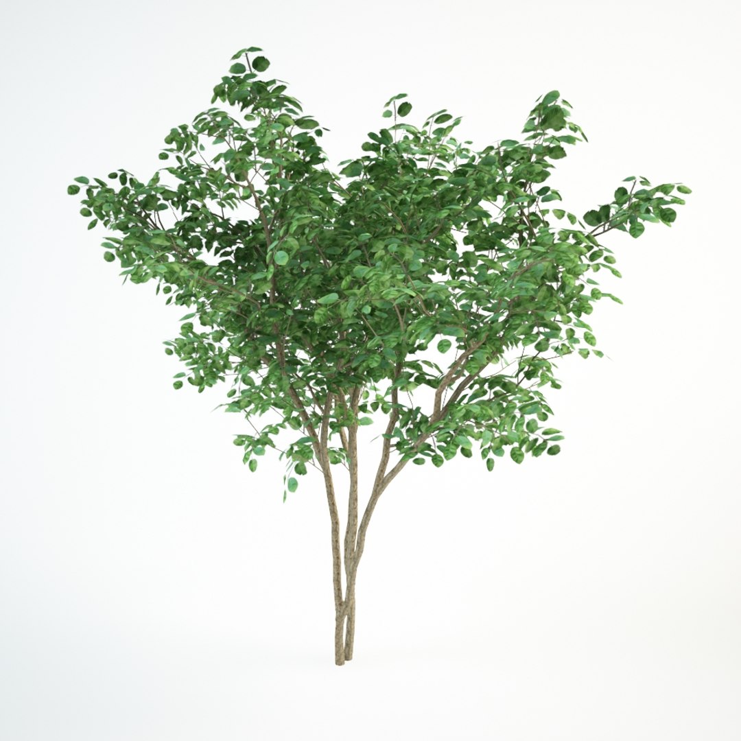 2 Juneberry Tree Landscape Model - TurboSquid 1447025