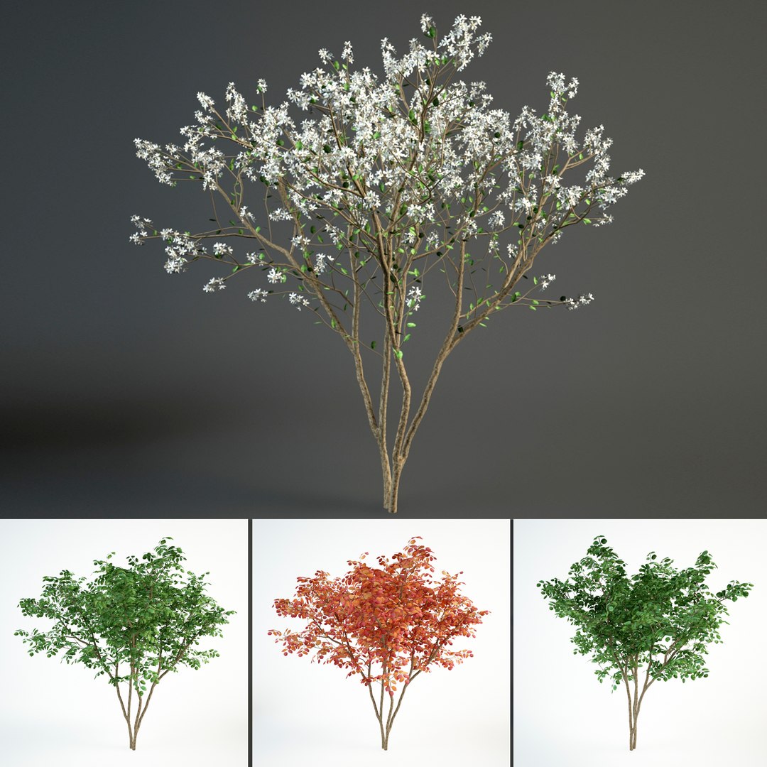 2 Juneberry Tree Landscape Model - TurboSquid 1447025