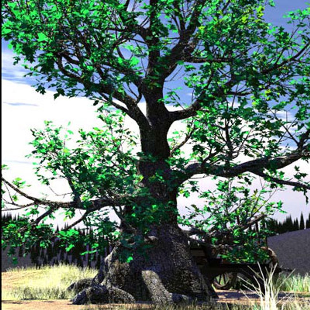3d Model Black Old Tree