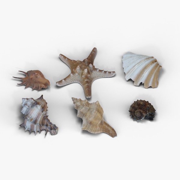 Seashell STL Models for Download | TurboSquid