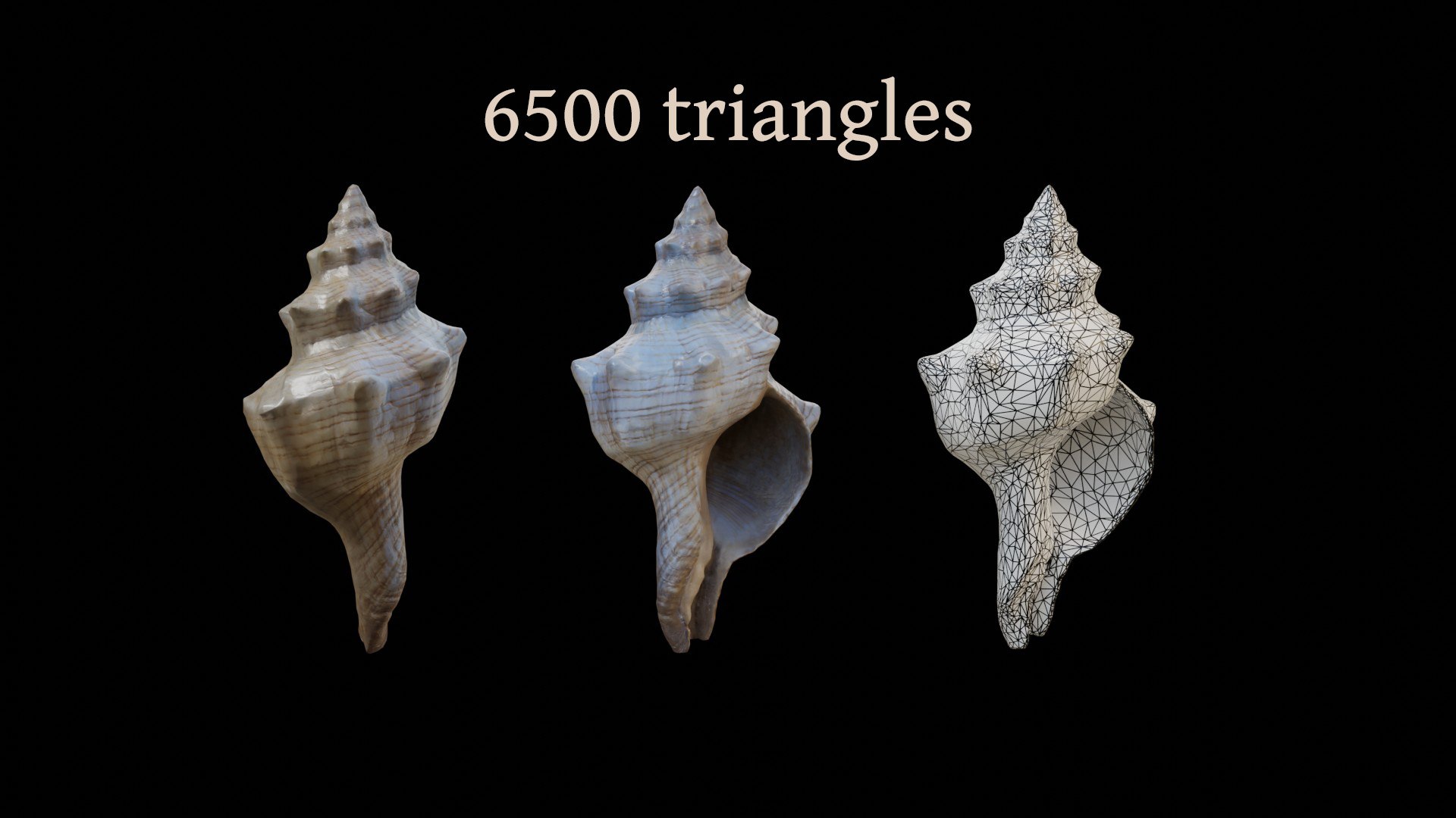 3D Seashell Collection Lowpoly - TurboSquid 1885624