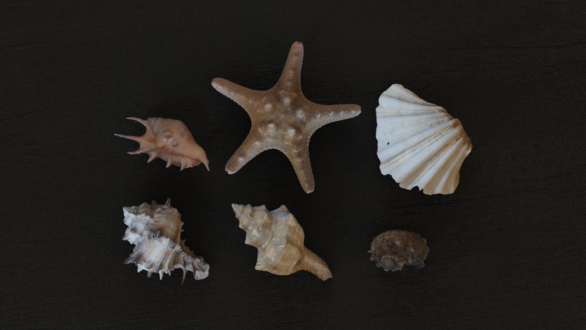 3D Seashell Collection Lowpoly - TurboSquid 1885624