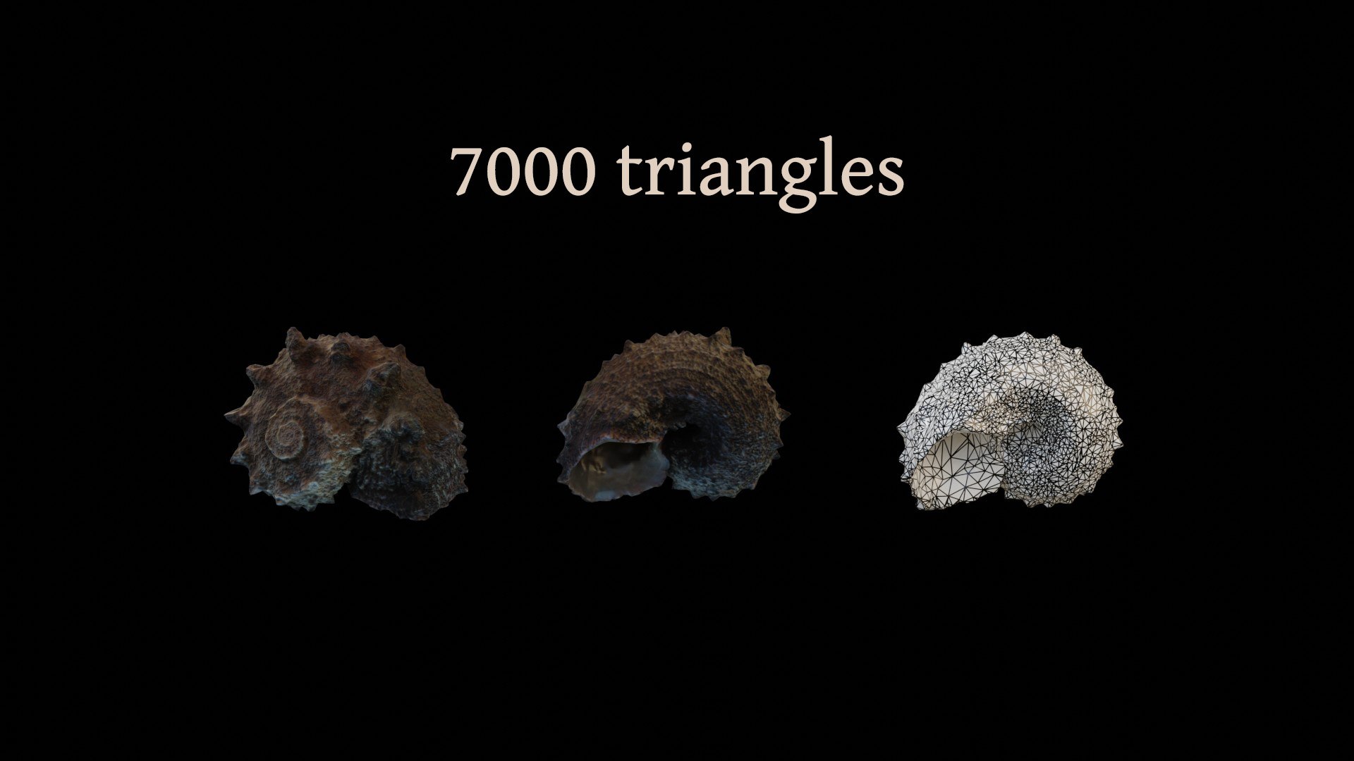 3D Seashell Collection Lowpoly - TurboSquid 1885624