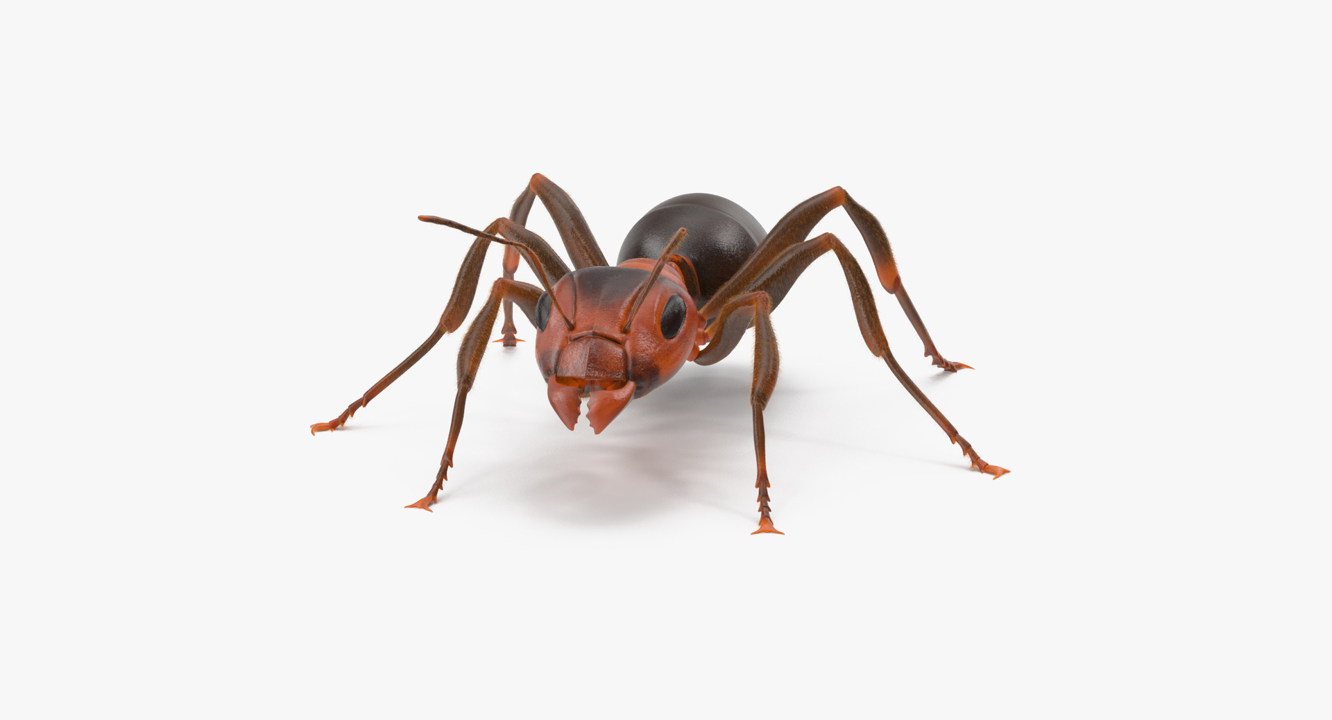 3d Rigged Ant - Model